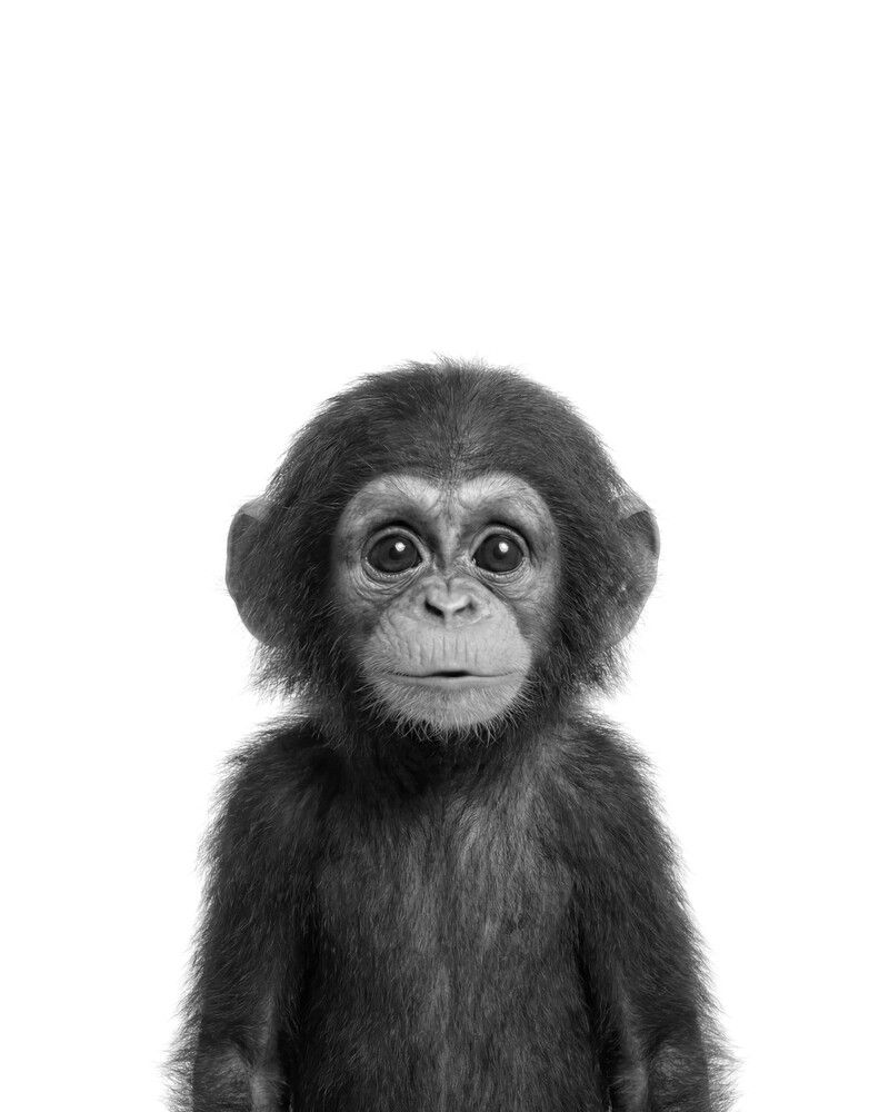 The Baby Animals Collection - Classic – The Crown Prints