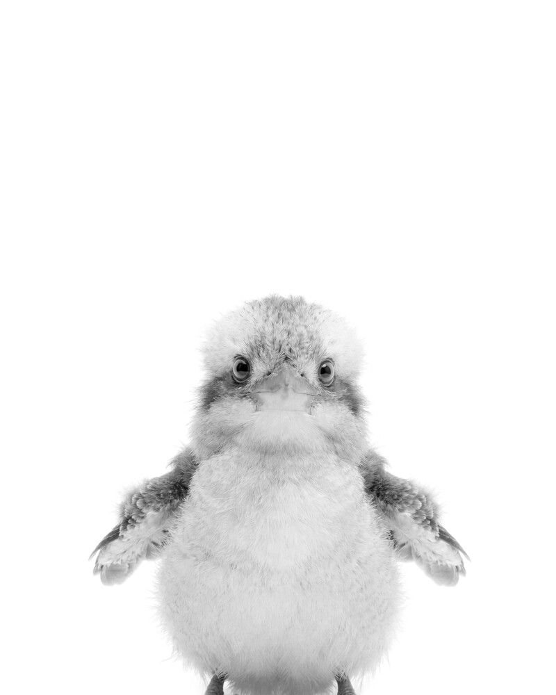 The Baby Animals Collection - Classic – The Crown Prints