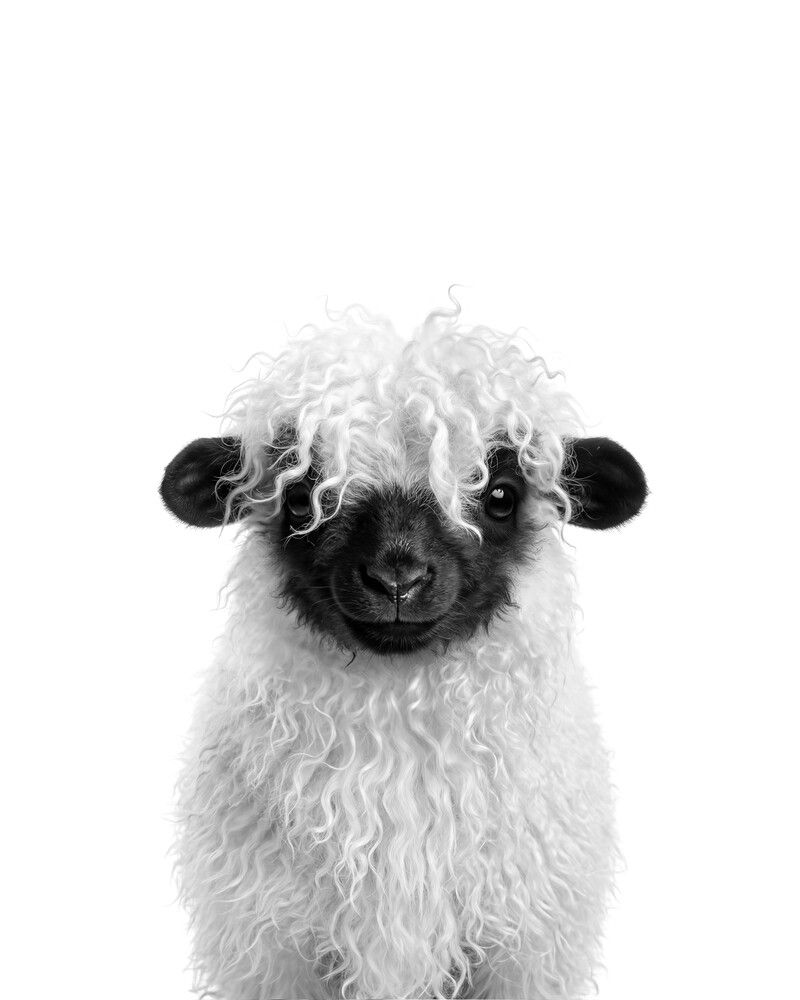 The Baby Animals Collection - Classic – The Crown Prints